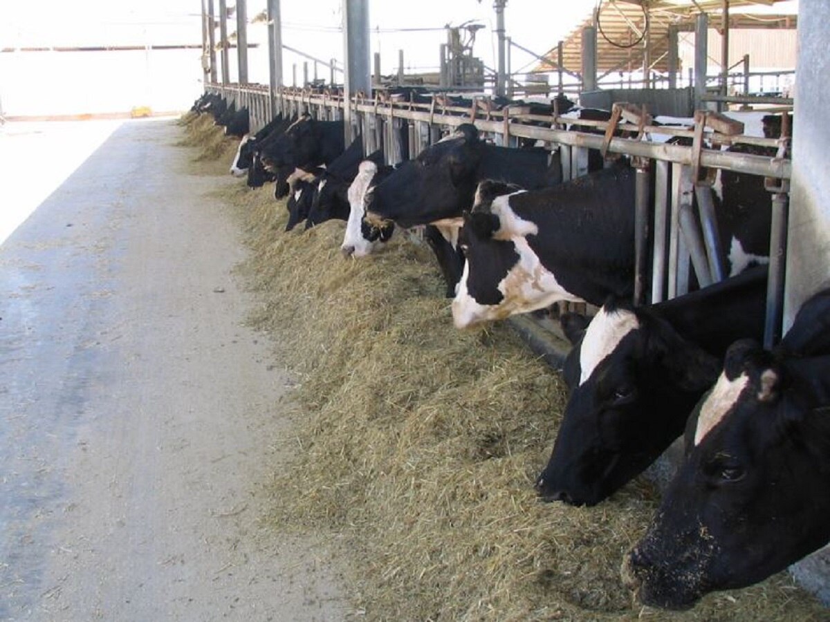 Israeli cows are known all over the world for their milk production ...