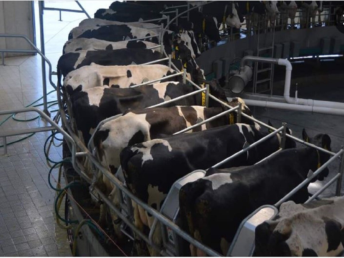 Israeli cows are known all over the world for their milk production ...