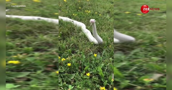 very beautiful white colored snake found in forest you will feel like ...