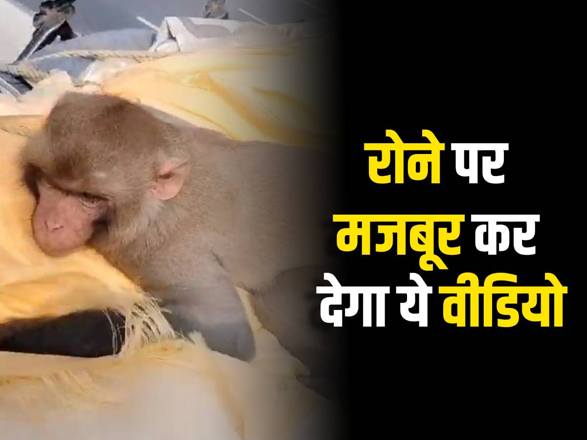 Monkey Weeping video viral on old man death Funeral in UP amroha ...