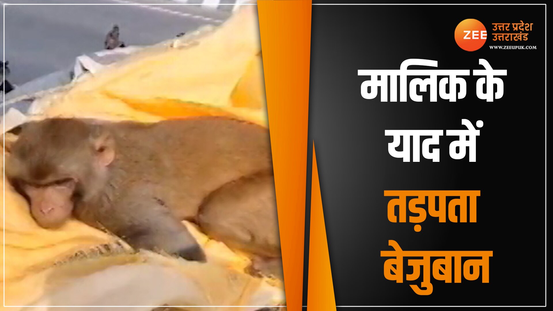 monkey viral video filled ocean with tears in memory of apne malik video viral | monkey viral ...