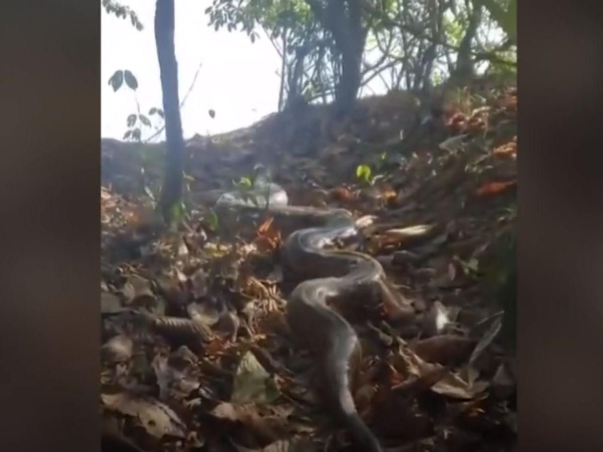 Snake video Giant 10 to 12 feet python seen running in forest | Snake ...
