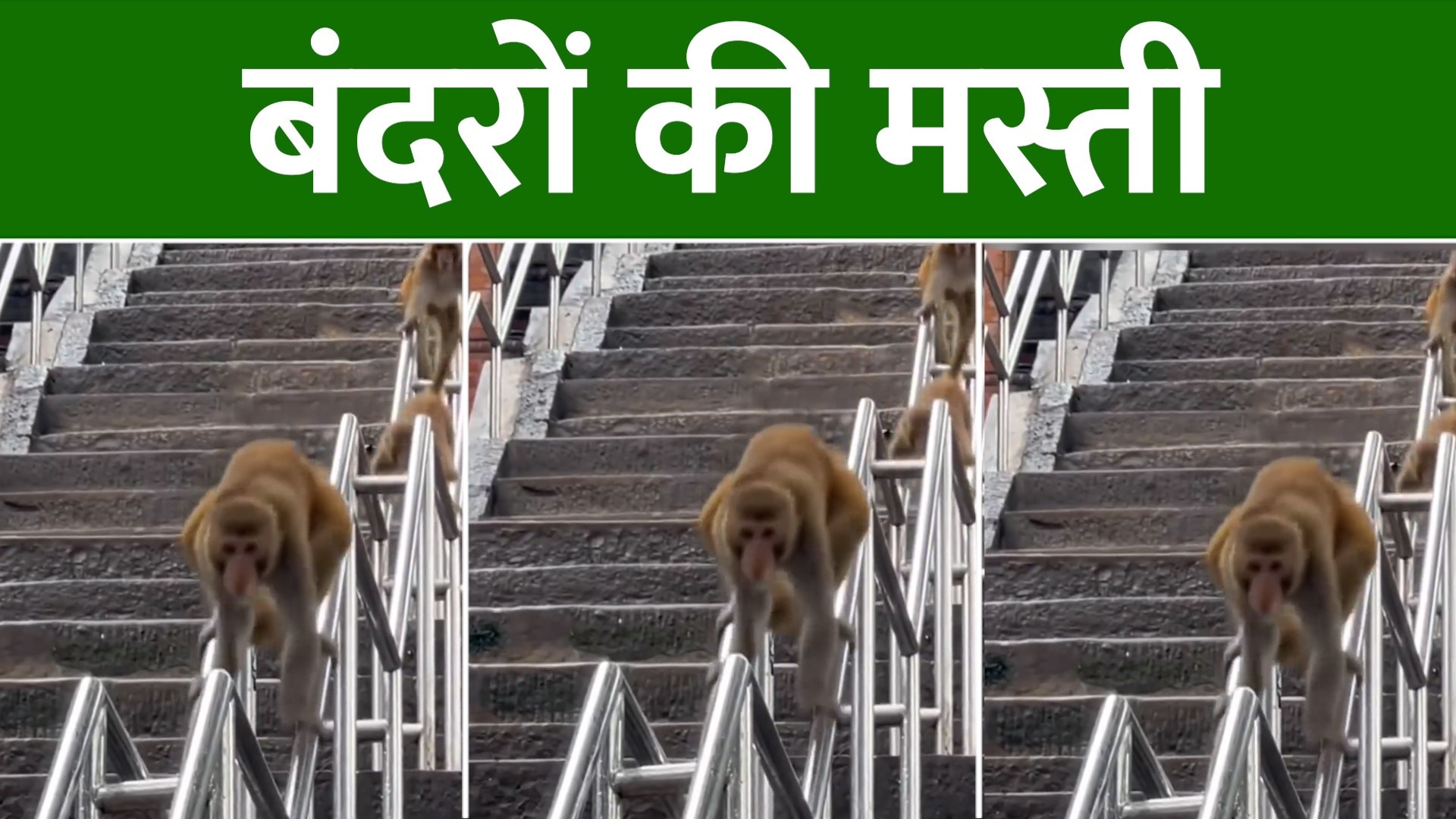 monkeys funny video viral on social media | बिंदास होकर बंदरों ने की ...