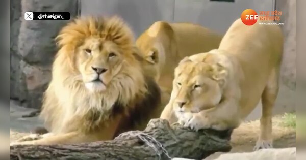 lion sher couple video viral on internet people shocked to watch it ...