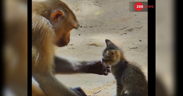 Monkey Cat Video: monkey fell in love with the cat people were stun ...