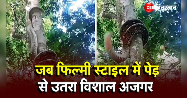 python snake wrapped in tree huge python shocking video goes viral ...