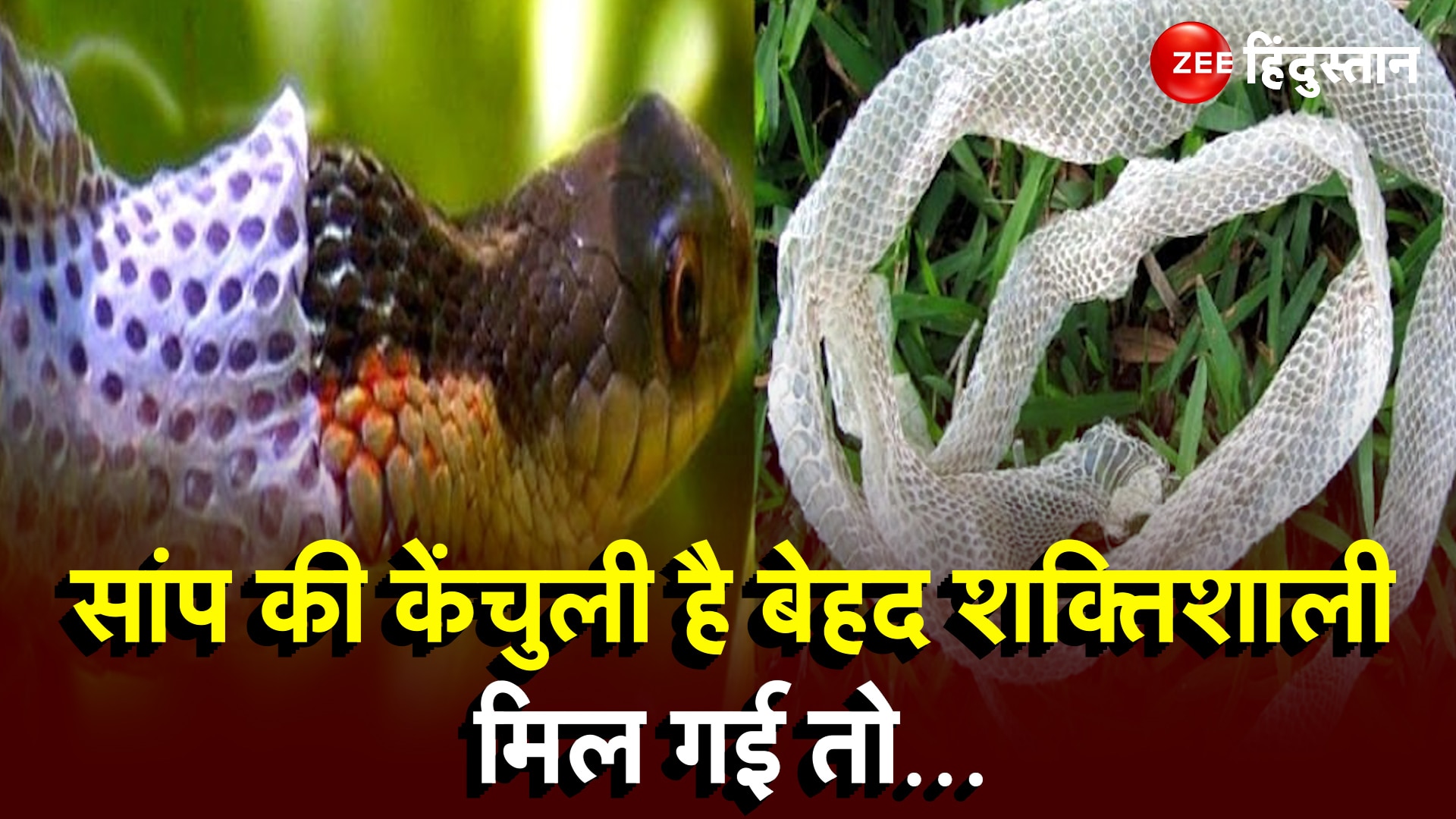 snake skin is very powerful keeping home gives miracle result know saap ...