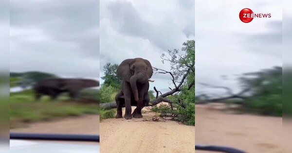 cute elephant video broke such a big tree to scratch its back created a ...