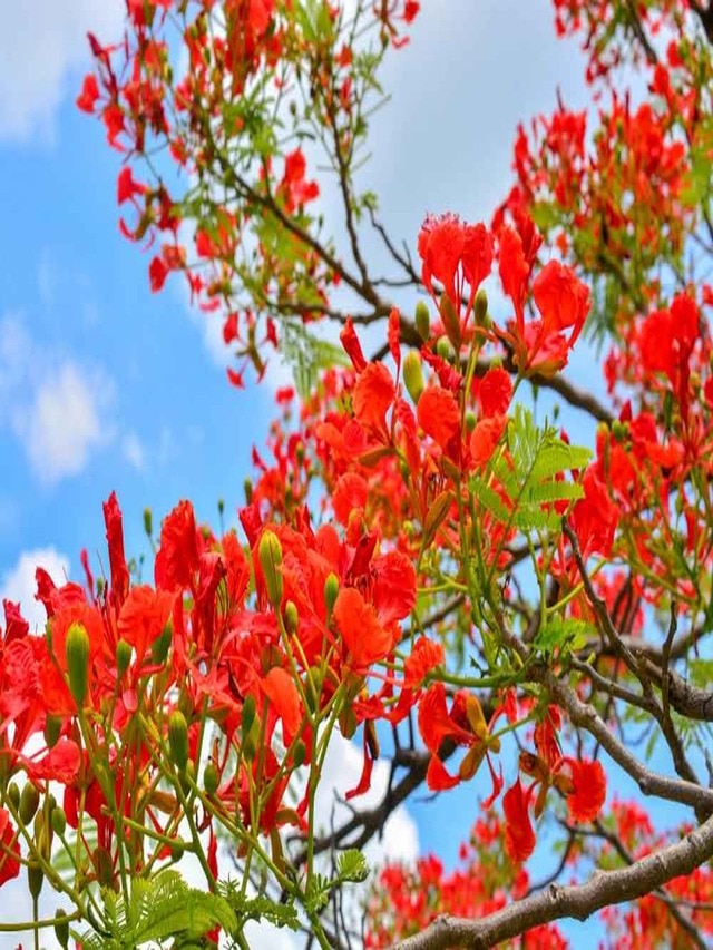 Benefits of gulmohar flower leaves and trunk in ayurveda medicine keep ...