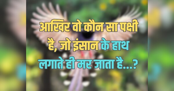 Trending Quiz Which Is That Bird Which Dies As Soon As It Is Touched By
