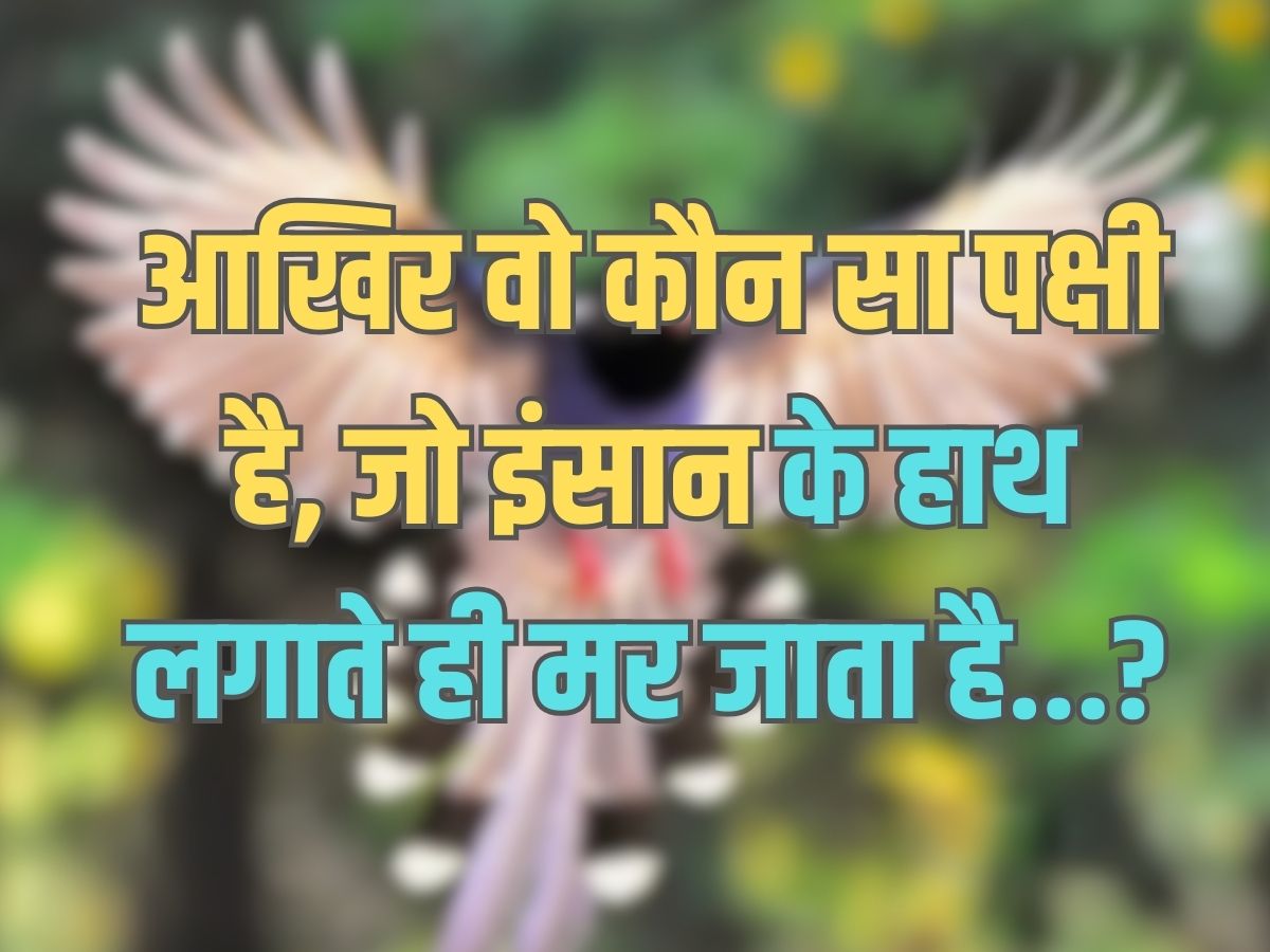 Trending Quiz Which Is That Bird Which Dies As Soon As It Is Touched By