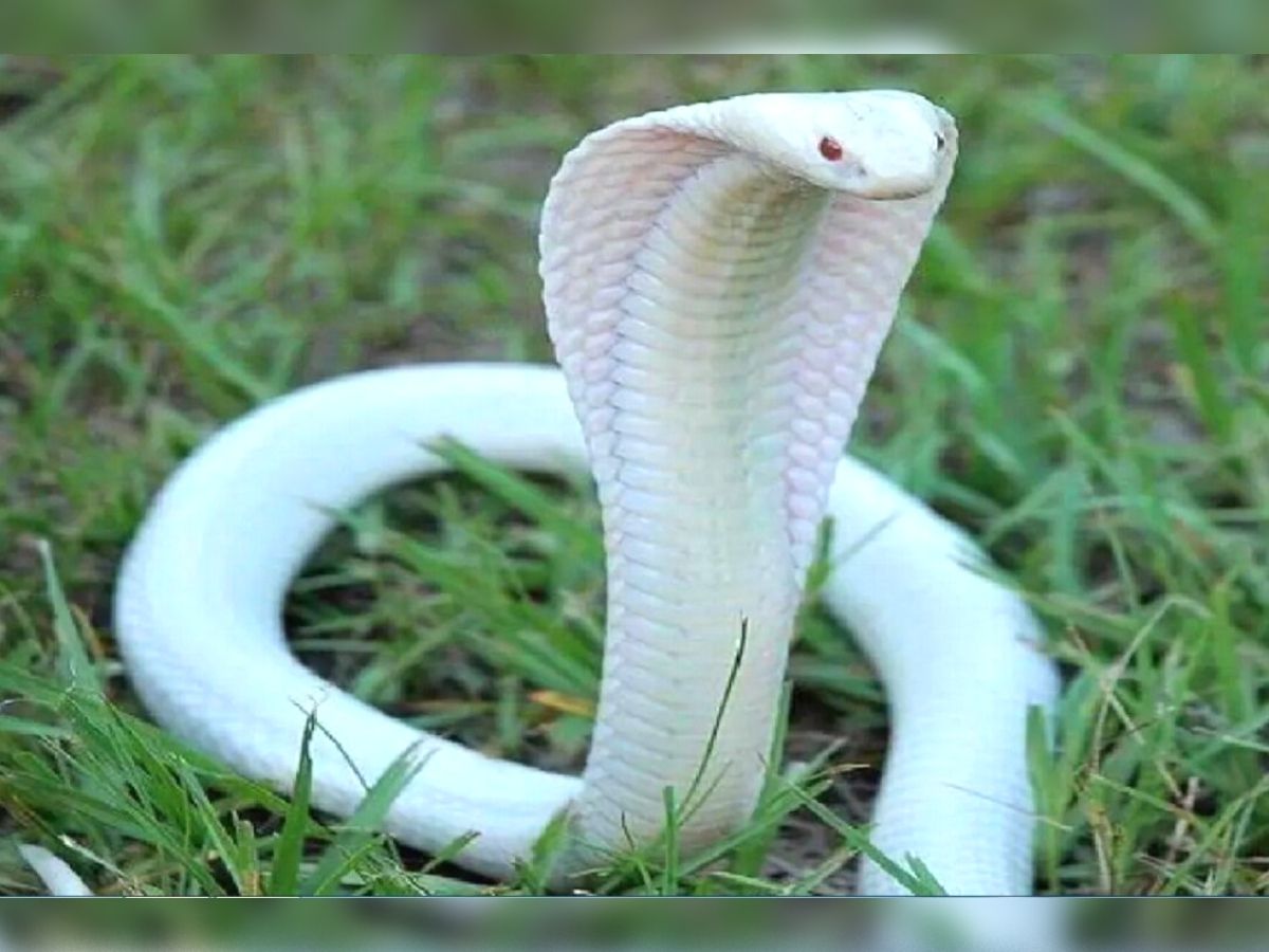 White King cobra seen in India watch rare and poisonous snake video ...