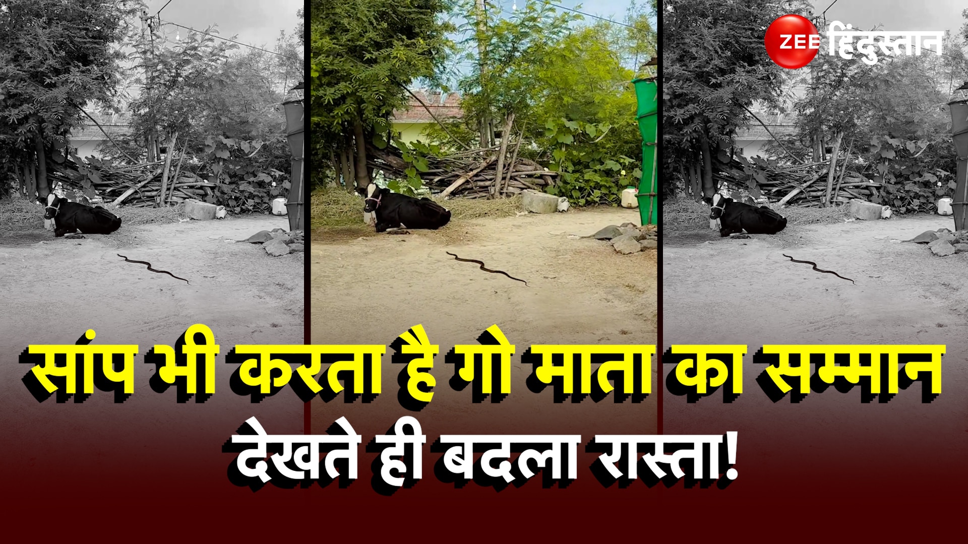 snake changed path after seeing cow this amazing video Viral | Cow ...