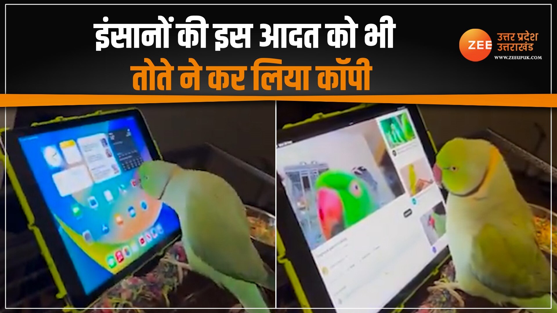 anand mahindra share parrot watching other parrots on touch screen ...