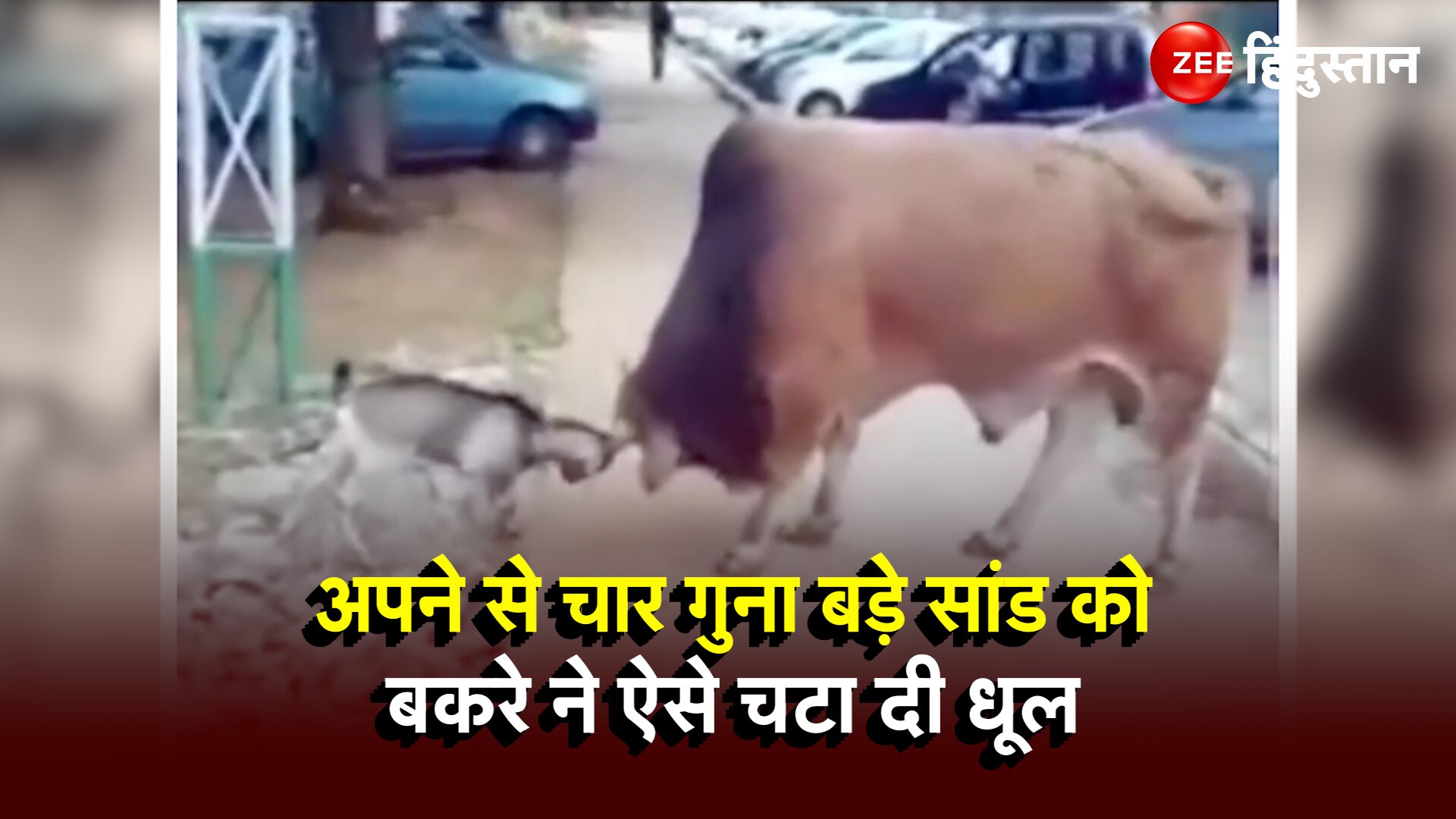 fight between goat and bull animal fight dengerous video viral | Goat ...