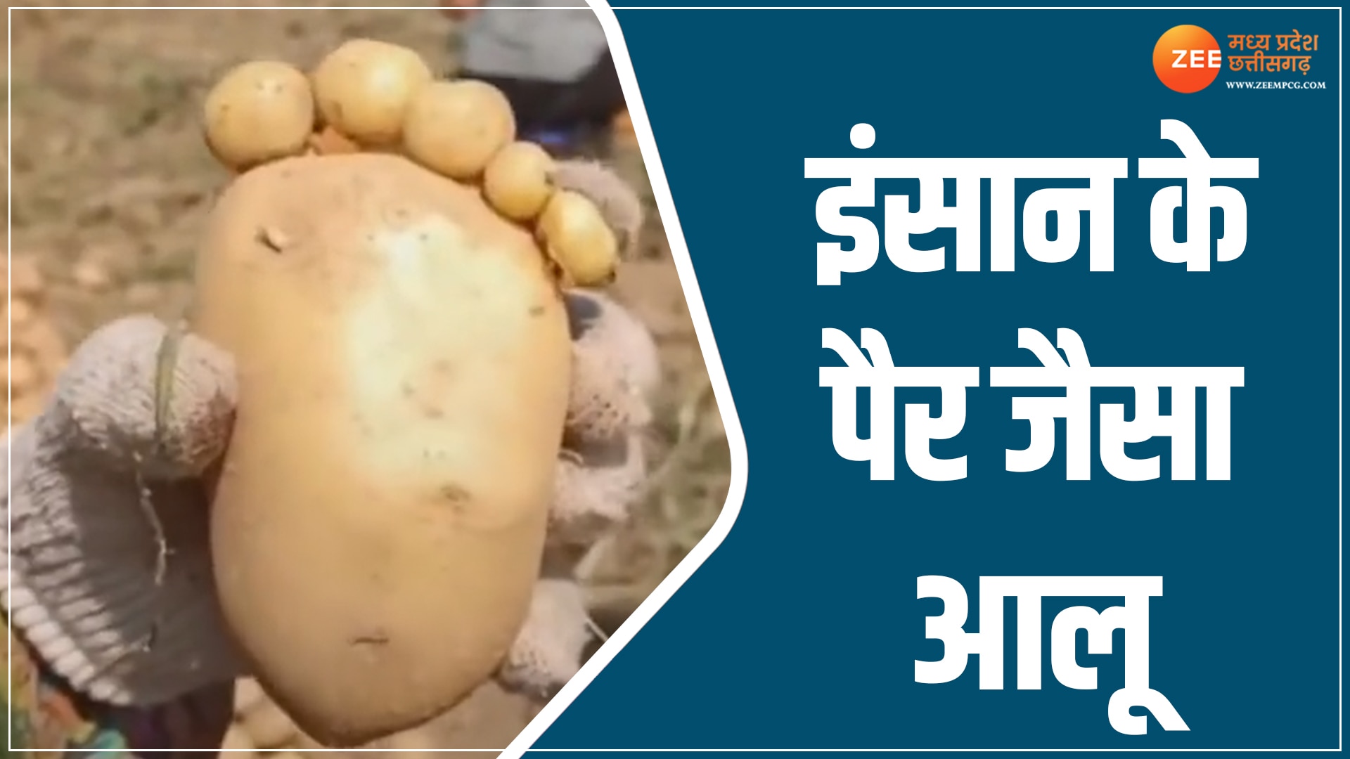 video of potato looked like human foot viral at social media insaan ke ...