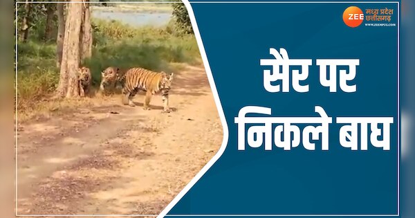 tiger family adorable video of panna tiger reserve tiger ka video | Tiger Video: सुबह की सैर पर ...