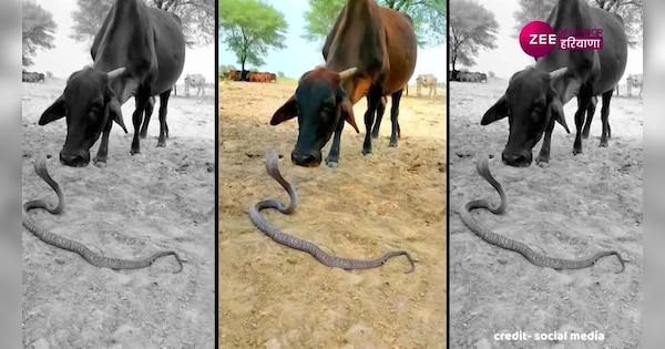 snake and cow playing together snake kissed cow | सांप को गाय ने चूम ...