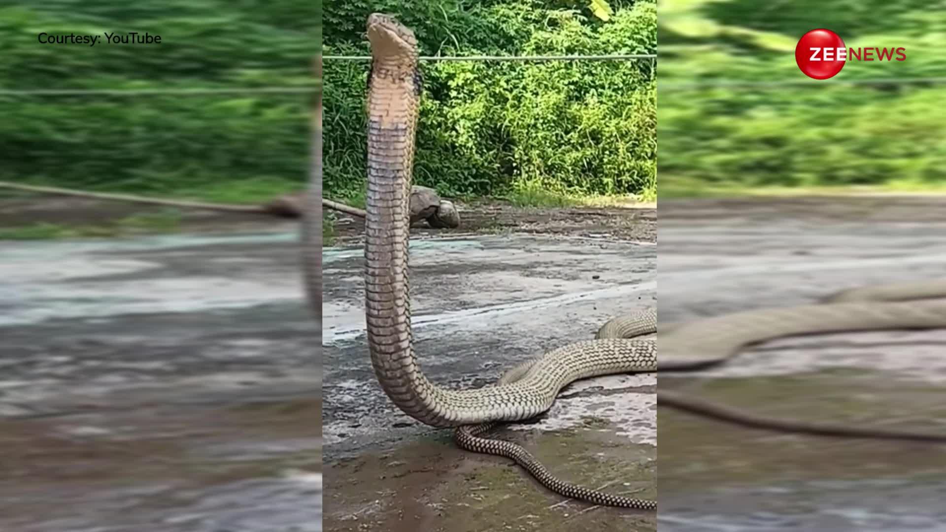 20 feet long King Cobra kept staring at one place after listening been ...