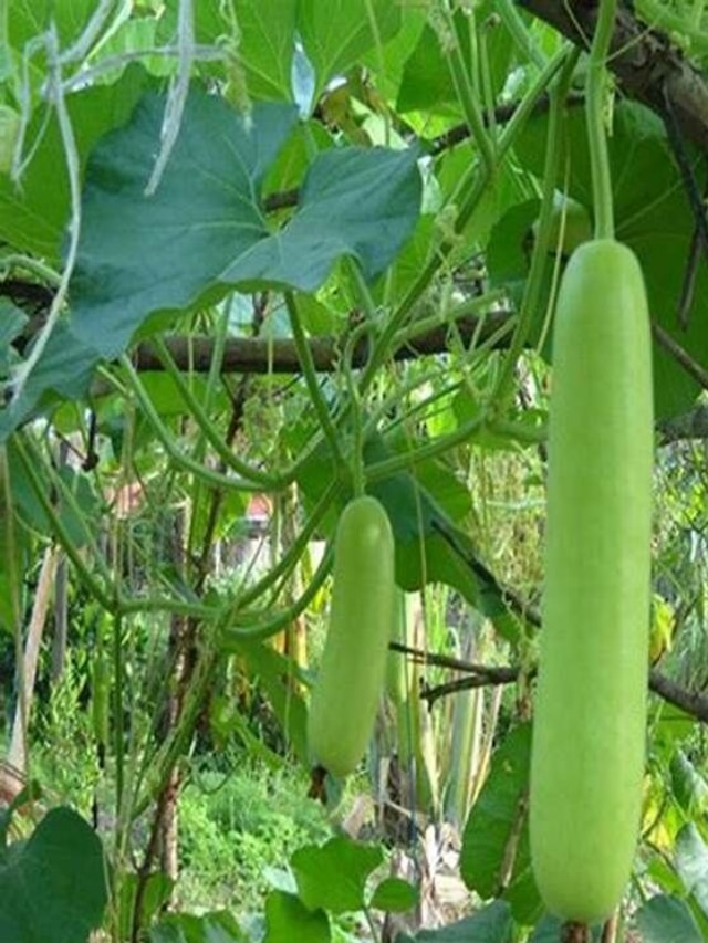 Drink 1 glass of this green vegetable juice in morning for weight loss ...