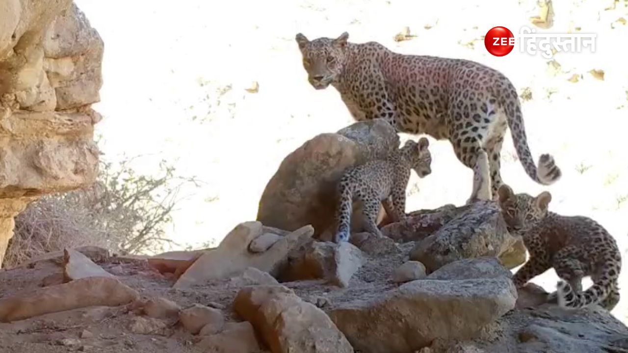 Video of Persian leopards family surfaced people were mesmerized after ...