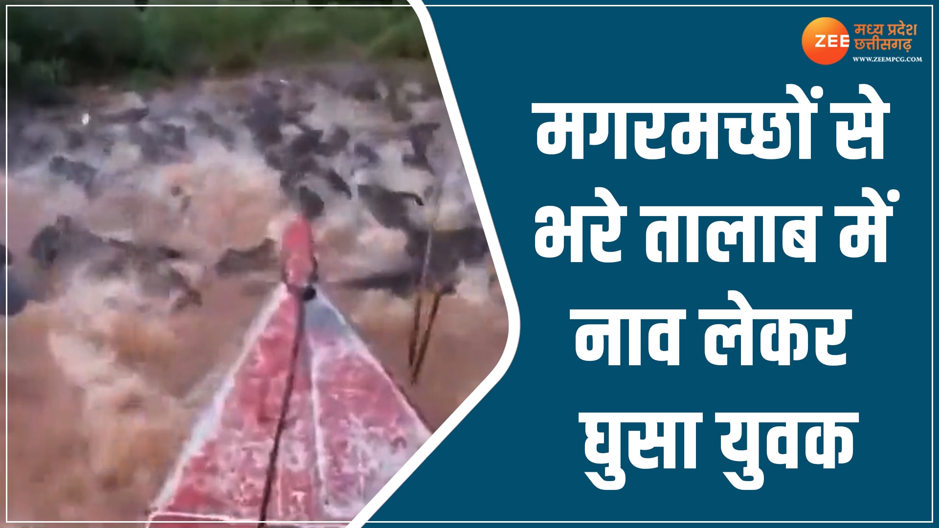 Animal viral video dangerous crocodiles man entered pond full of ...