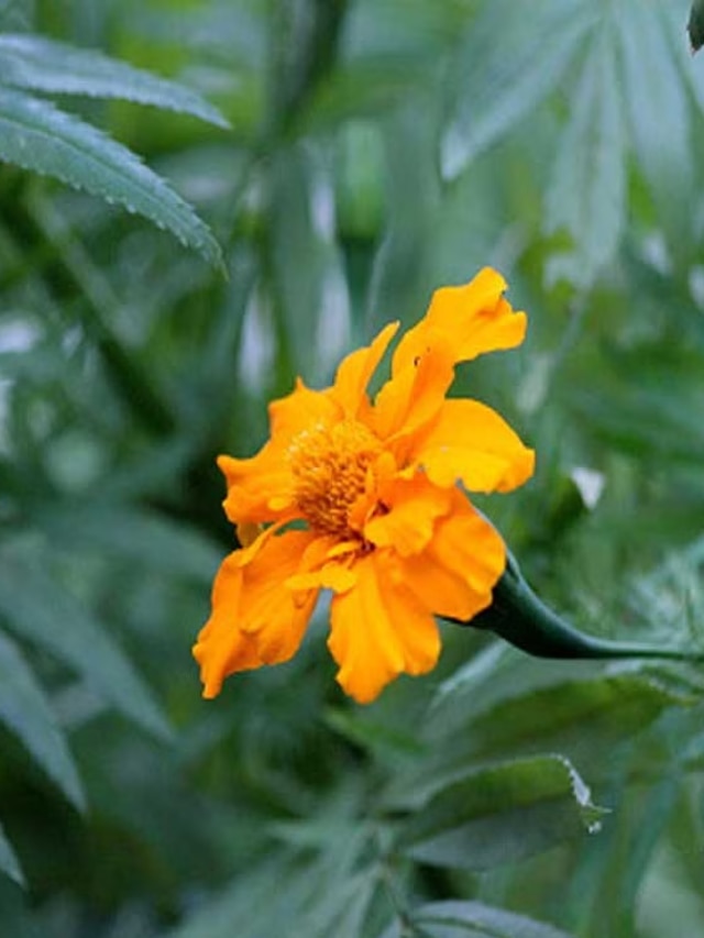 Shardiya Navratri Astro tips for Marigold plant gende ke paudhe ke ...