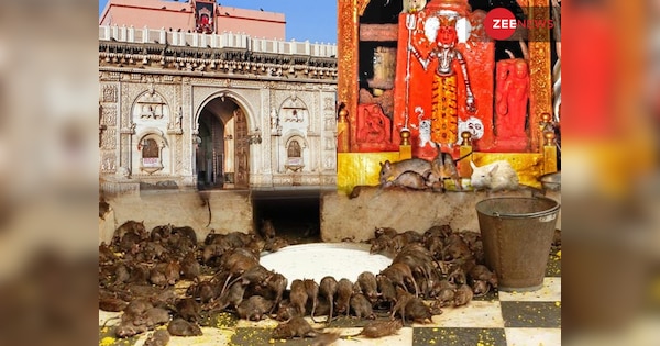 only temple in the whole world named Rat Temple know its 500 years old ...