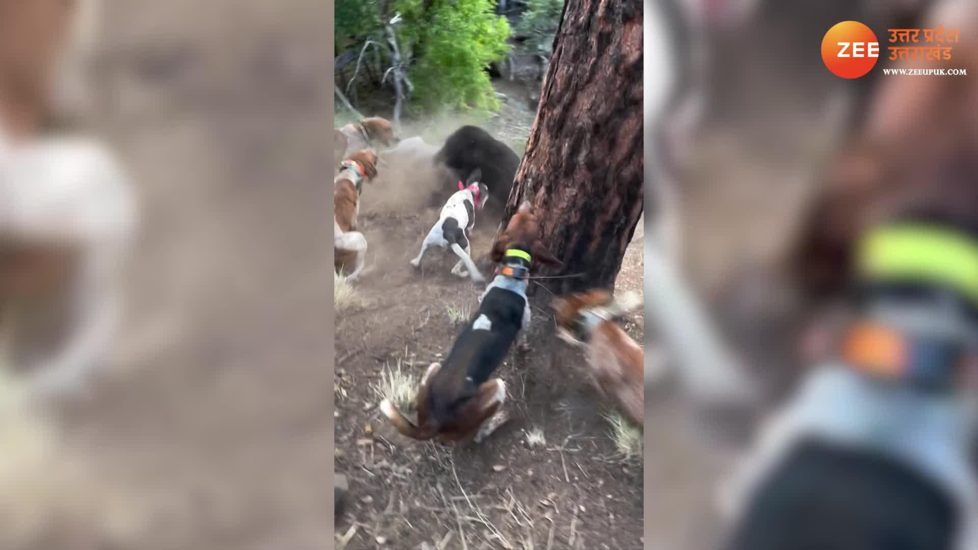 bhalu viral video fight with dogs most funny video gone viral on social ...