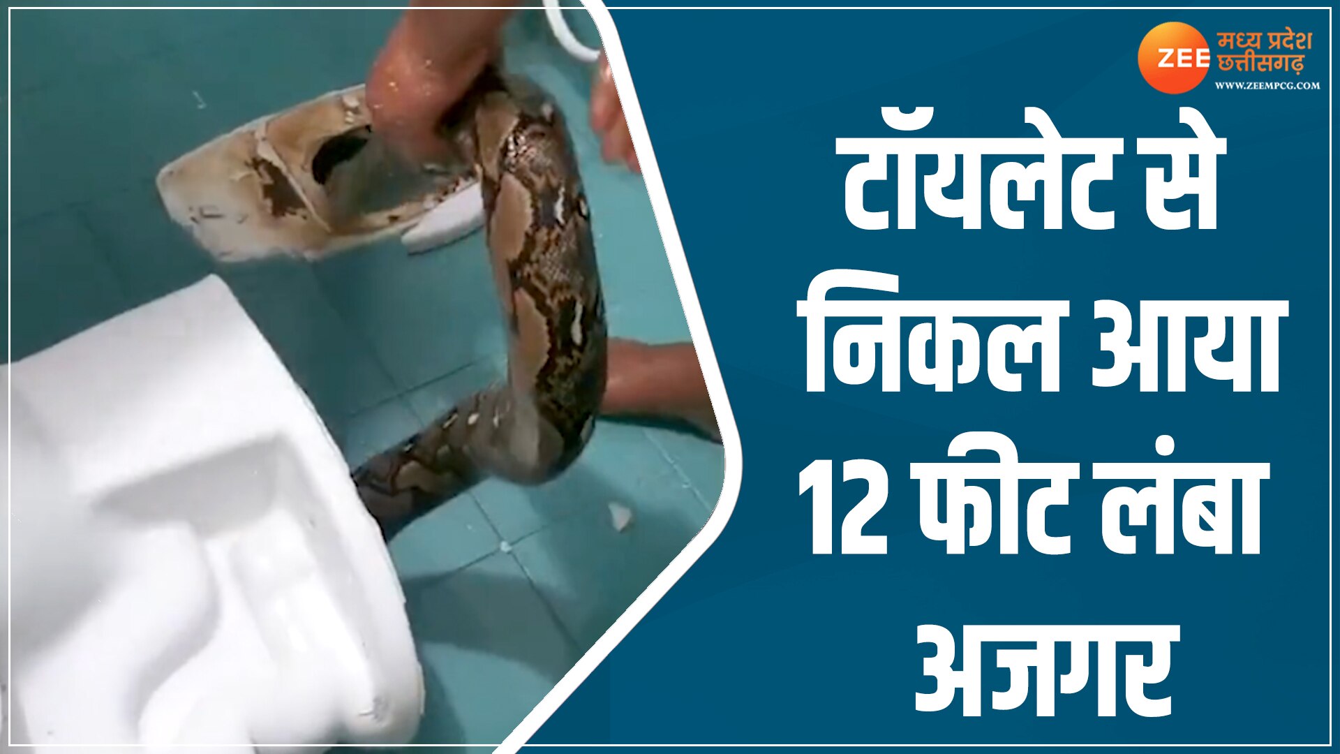 viral video python came out of toilet toilet se nikla ajgar see shocking viral video | Python ...