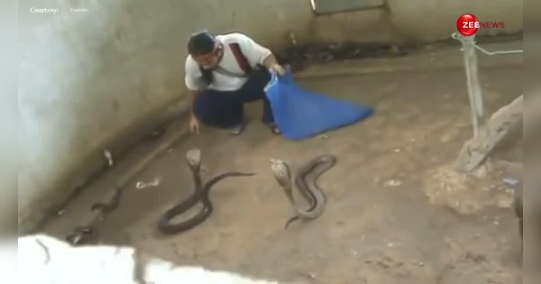 man entered into pit full of king cobra to find a beautiful cobra for ...