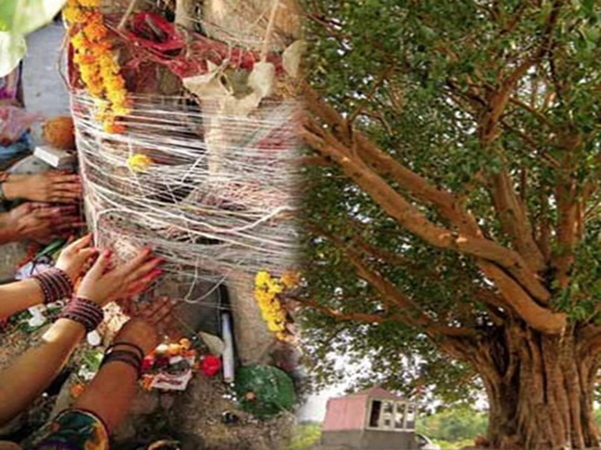 Bihar News a tree is worshiped as Shakti during Navratri | Bihar News ...