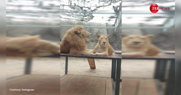 after nag nagin romantic video of lion and lioness went viral seen ...