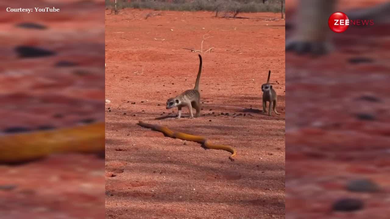 yellow colored rare cobra seen for the first time in asia king cobra ...