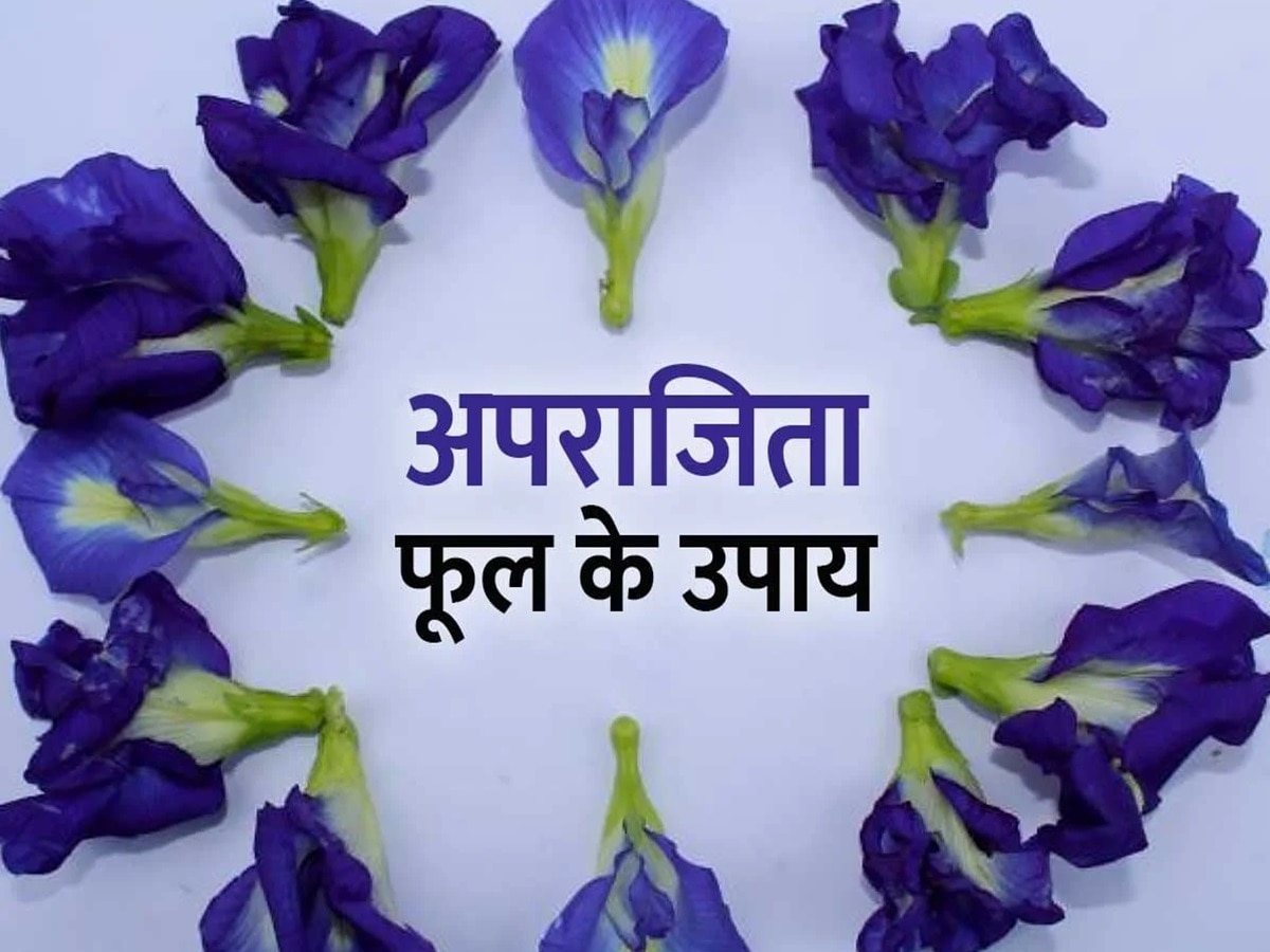 Aprajita Phool Ke totke Dussehra 2023 do these remedies with aparajita ...