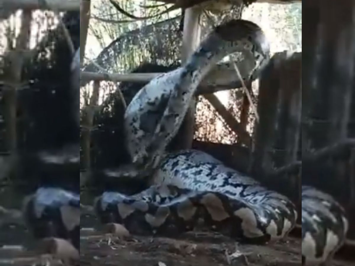 Snake Video Giant python stuck in a rope after eating food watch | Snake Video: खाना खाने के बाद ...