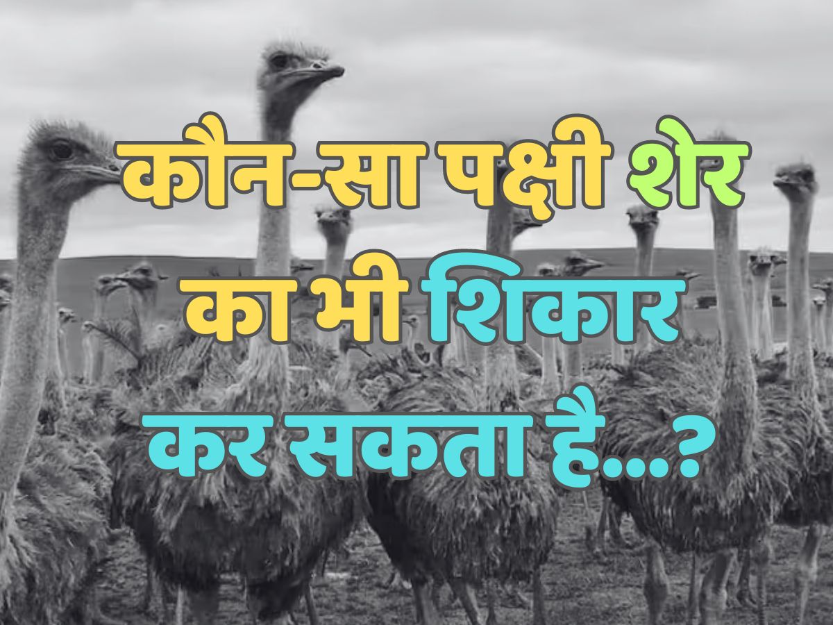 Trending Quiz कौन सा पक्षी शेर का भी शिकार कर सकता है General
