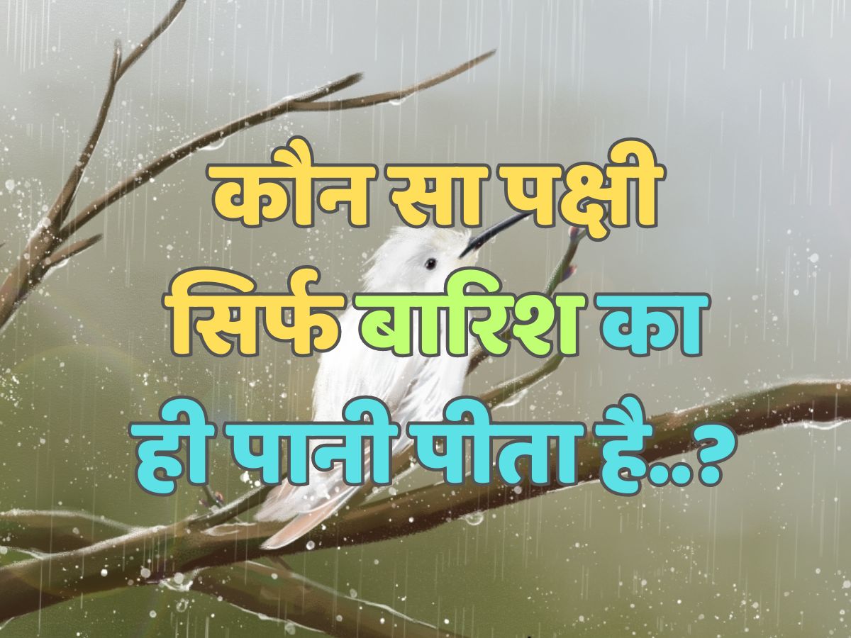 Trending Quiz वो कौन सा पक्षी है जो सिर्फ बारिश का ही पानी पीता है