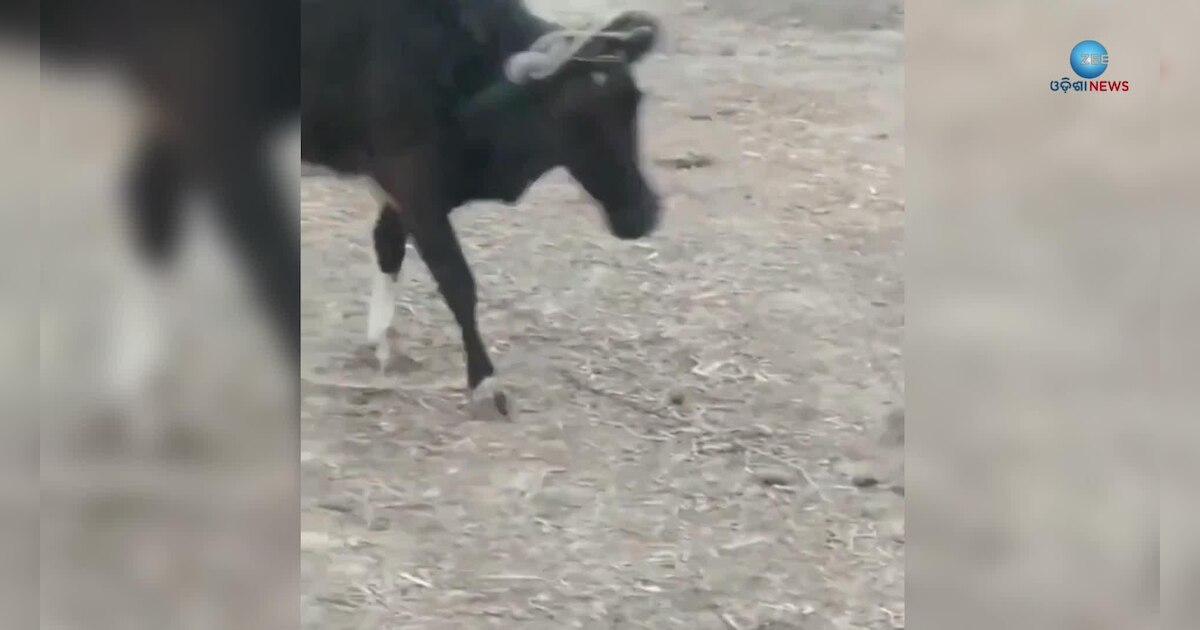 Who says animals dont have brains You will also be surprised to see the ...