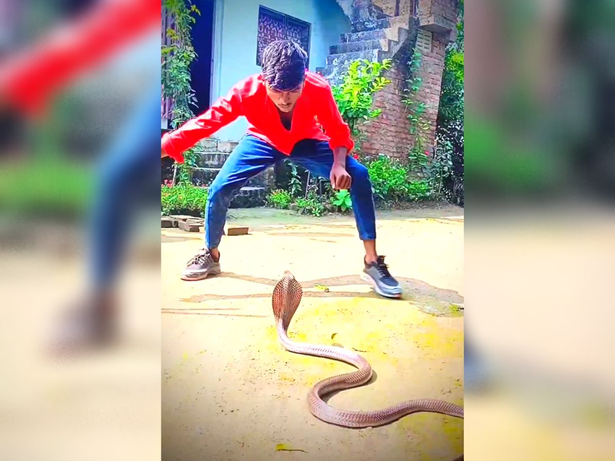Snake video People were surprised to see man dancing with King Cobra ...