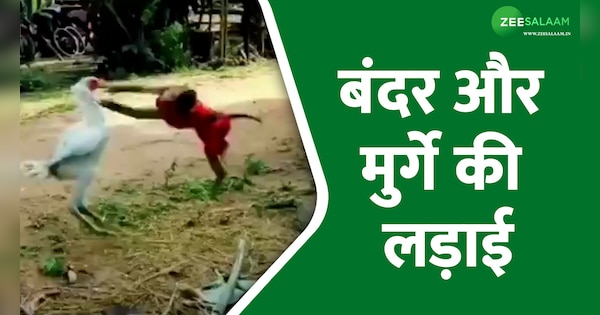 viral video of monkey and chicken fight