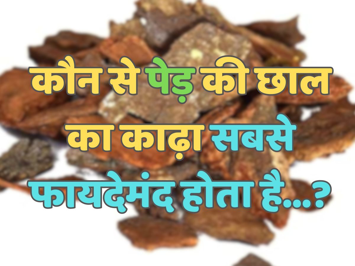 Trending Quiz कौन से पेड़ की छाल का काढ़ा सबसे फायदेमंद होता है