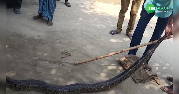 10 feet long snake created chaos in Bettiah Bihar villagers informed ...