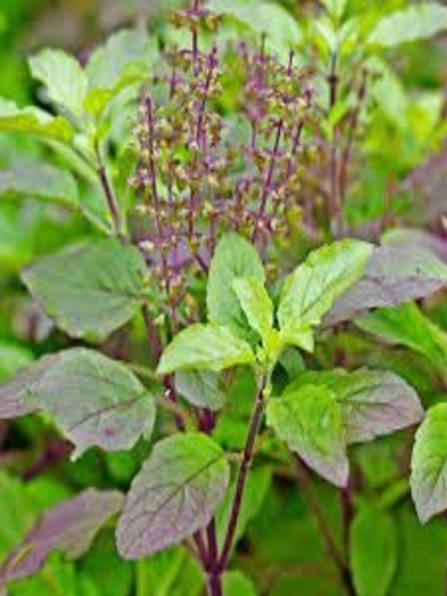 tulsi with shami plant importance tulshi aur shami ko sath me lagane ke ...