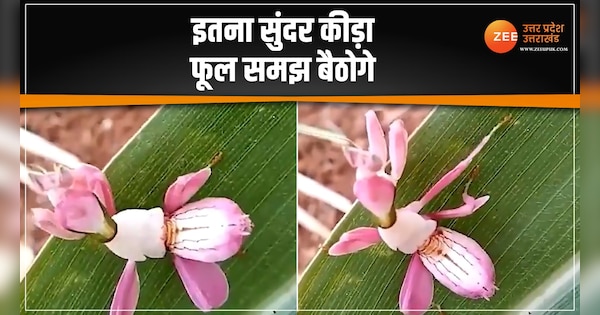 worm camouflage as beautiful flower can amaze you watch video | Viral ...