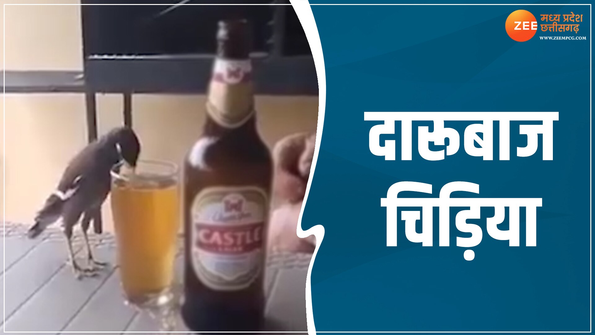 video of Bird drinking beer from glass viral at social media | Viral ...