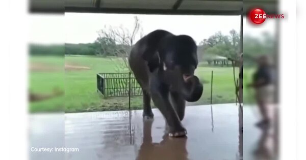 this elephant is very fit it did handstand pushup while taking a bath ...