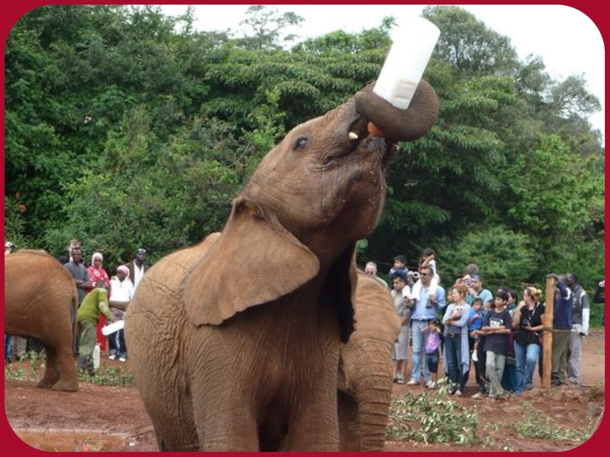 Knowledge Elephant Milk not beneficial it is extremely dangerous ...