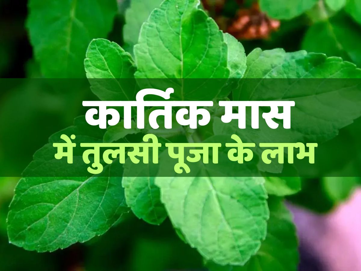 Astro Tips You will get many benefits by worshiping Tulsi in month of ...