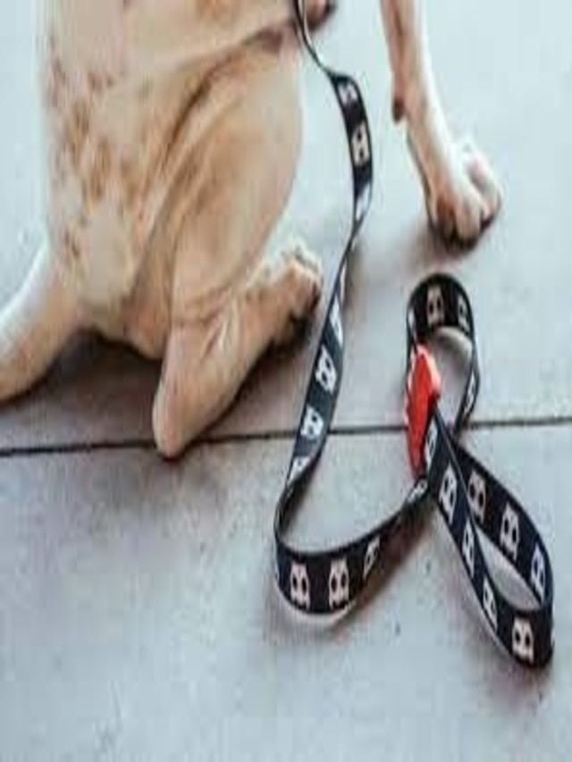 Why dont Muslims keep dogs | Kutta News: मुसलमान कुत्ते क्यों नहीं ...